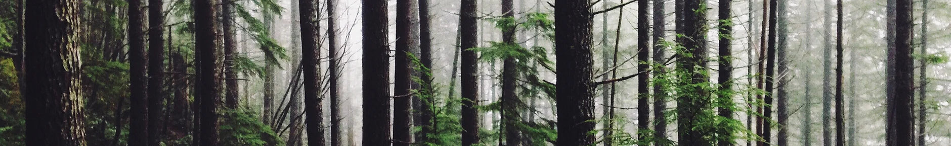 Samsung – Timber&John